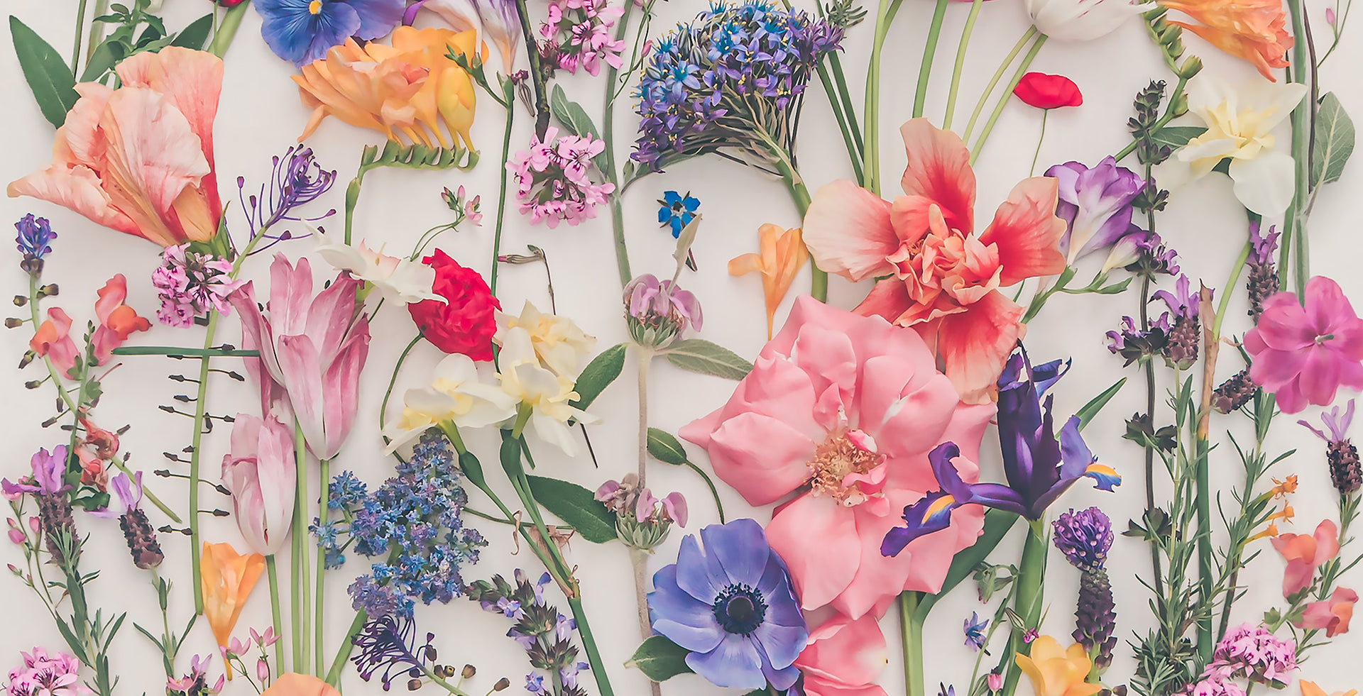 Botanical art photography fine art prints – Shop.wildabouthere.com