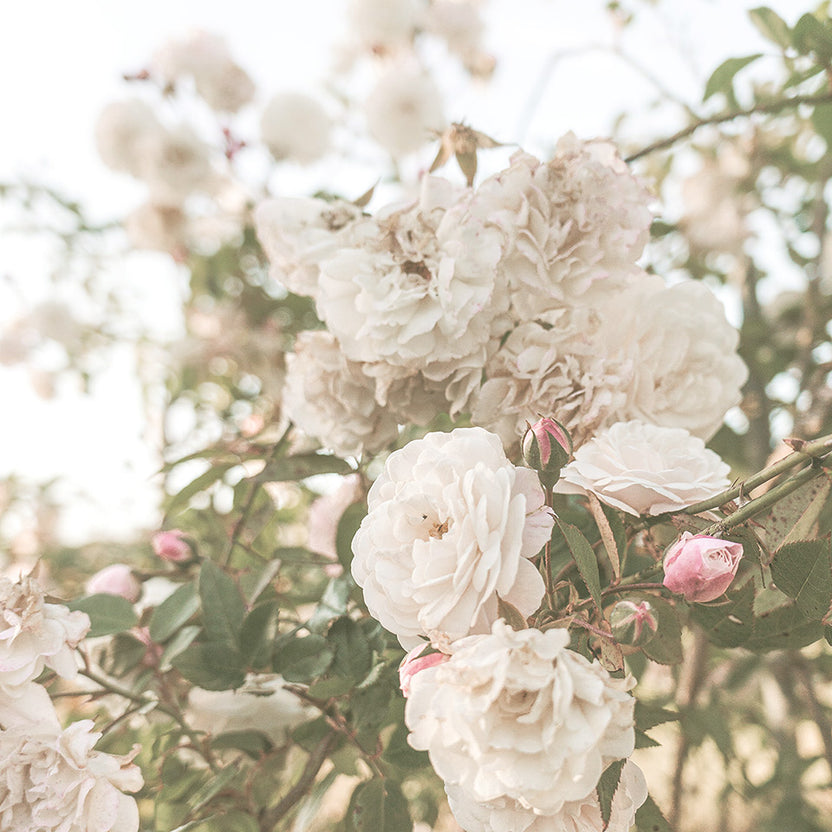 Botanical art photography fine art prints – Shop.wildabouthere.com